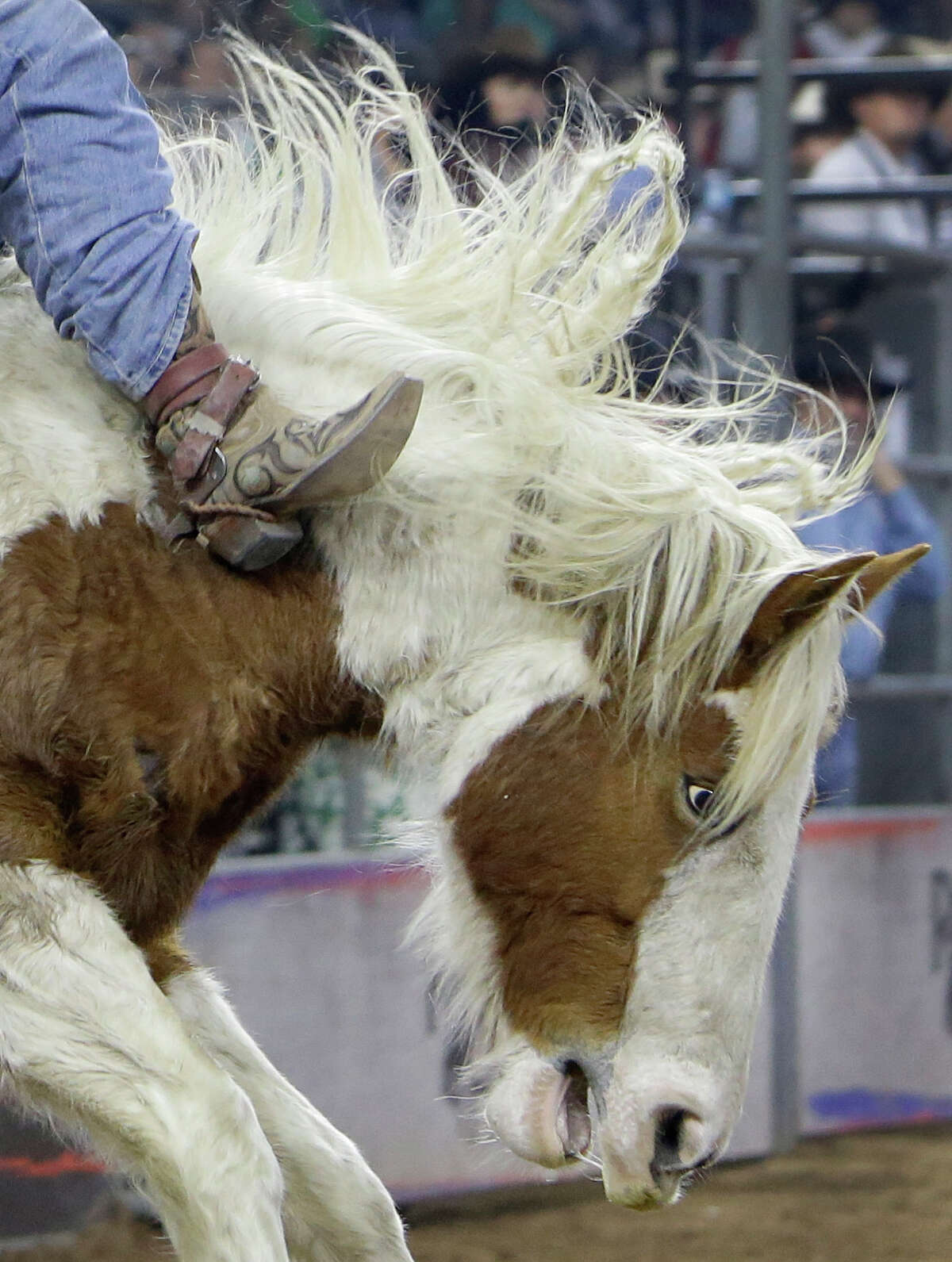 Texas man rides horse into Taco Bell