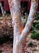 Take care to select trees suited for your yard