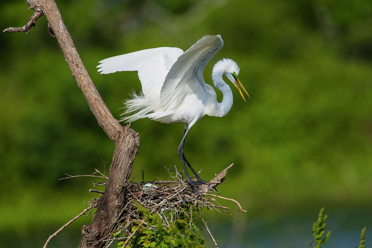 Four sanctuaries at High Island provide bird-watching opportunities