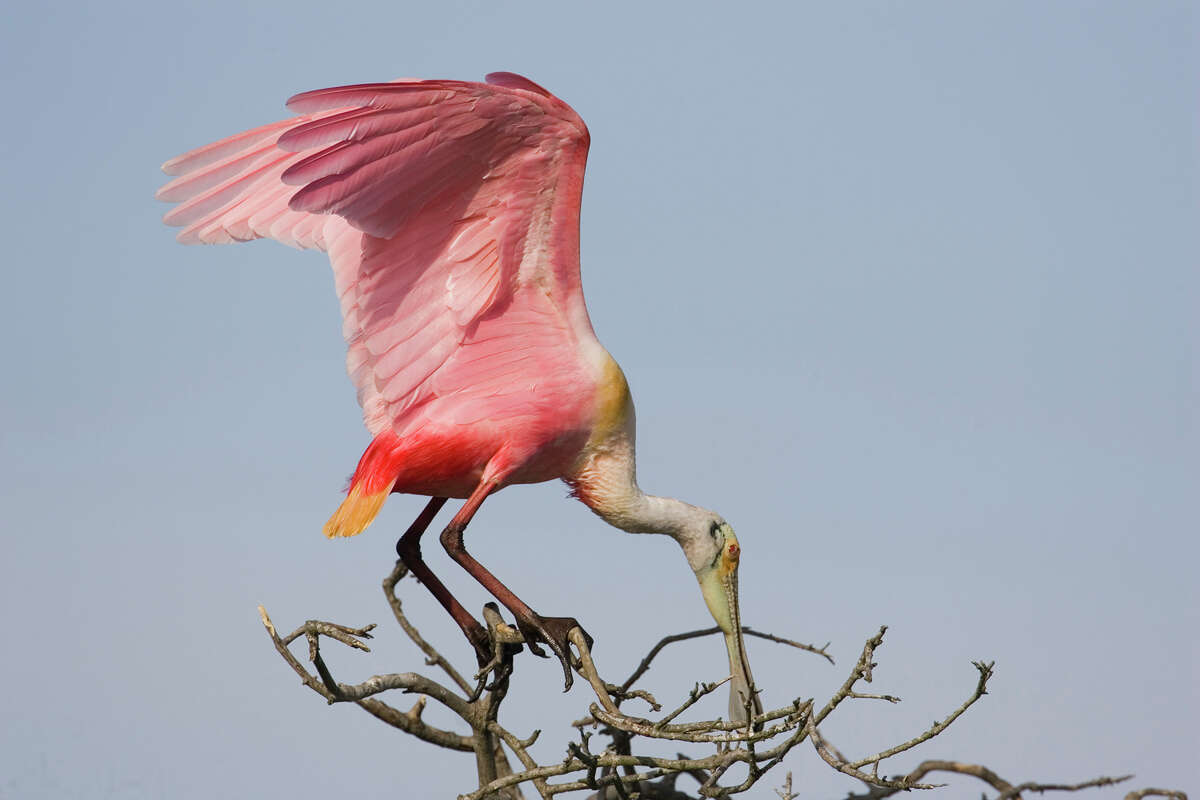 Connecticut Audubon Society names Birds of the Year for 2018