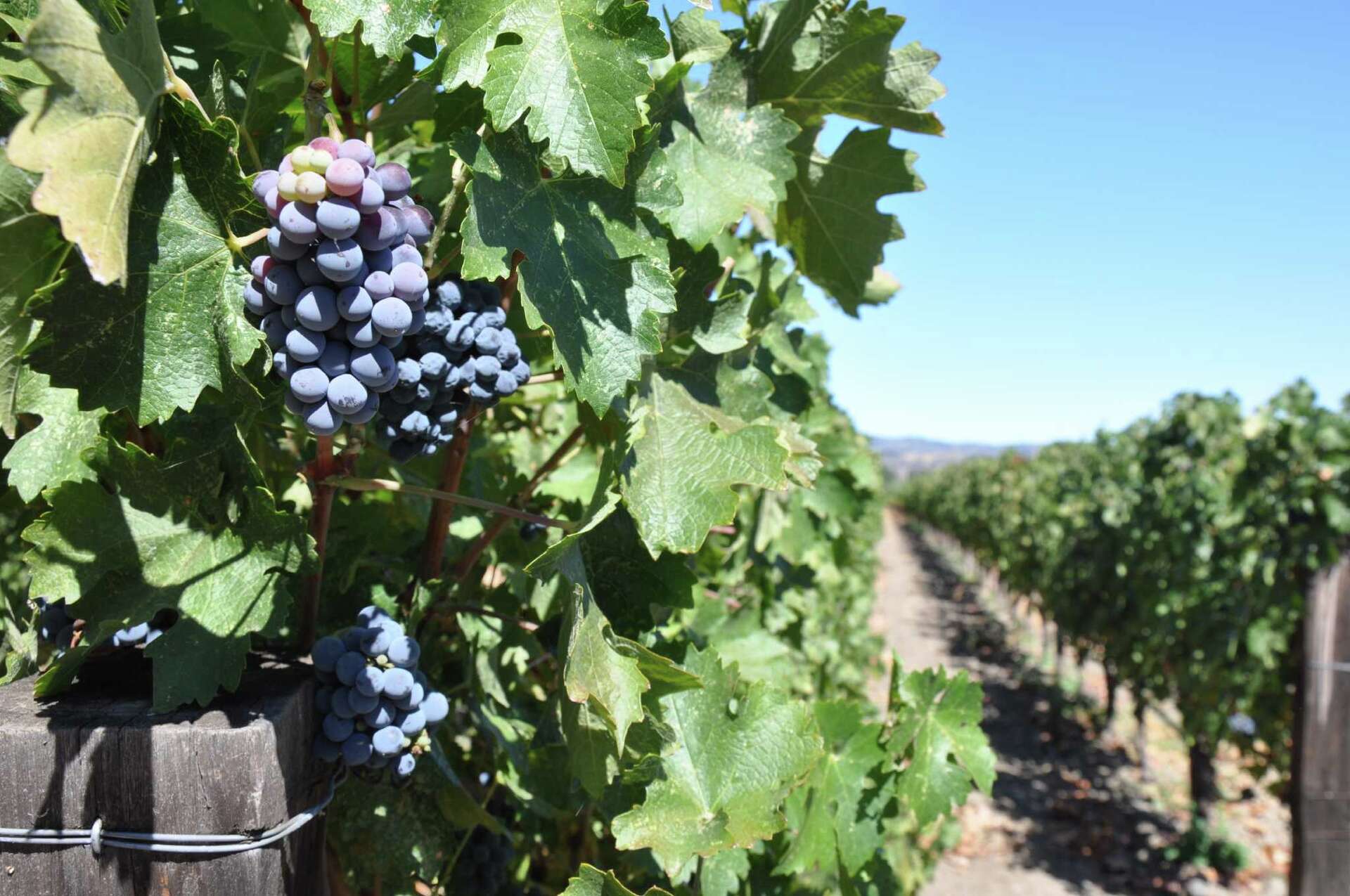 Napa Valley guide: Where to eat, drink, stay and play