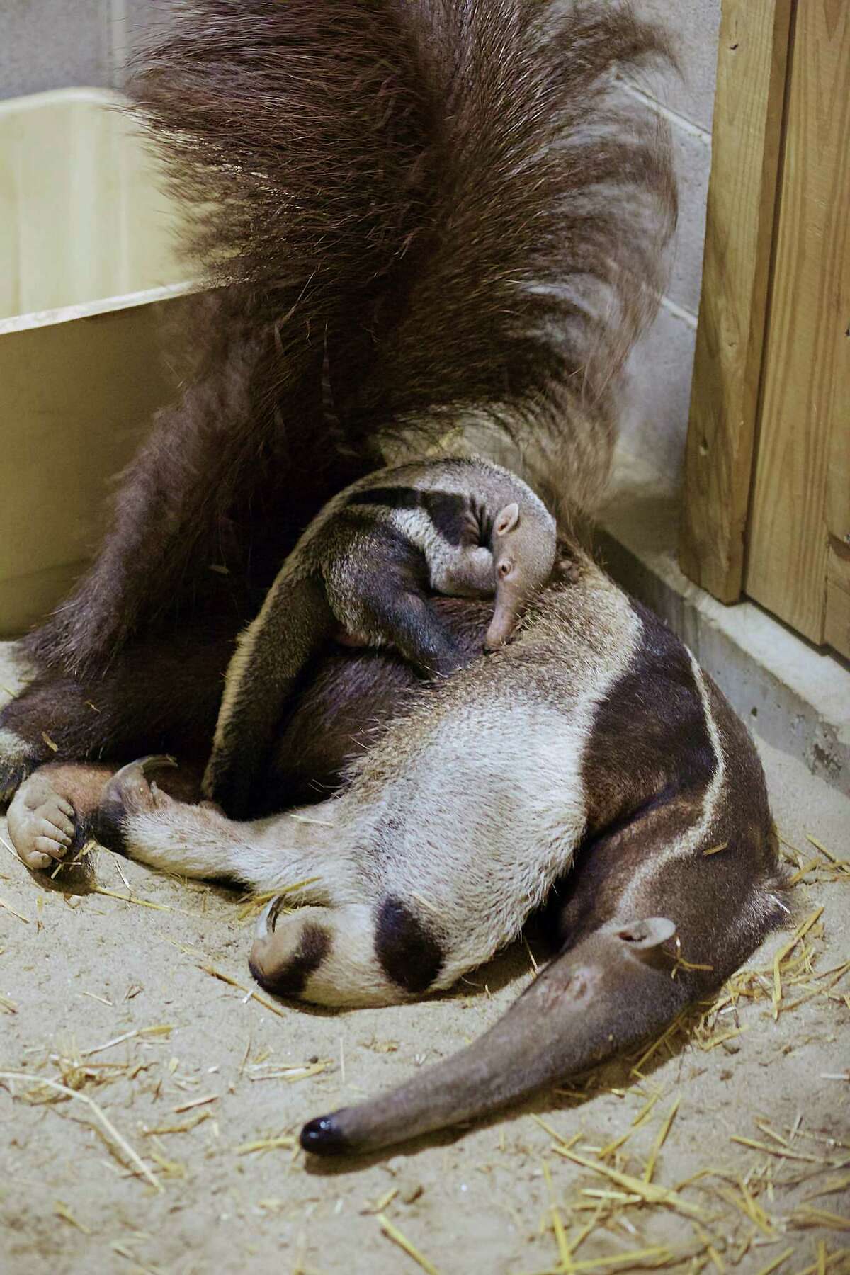 Baby giant anteater born at Beardsley Zoo