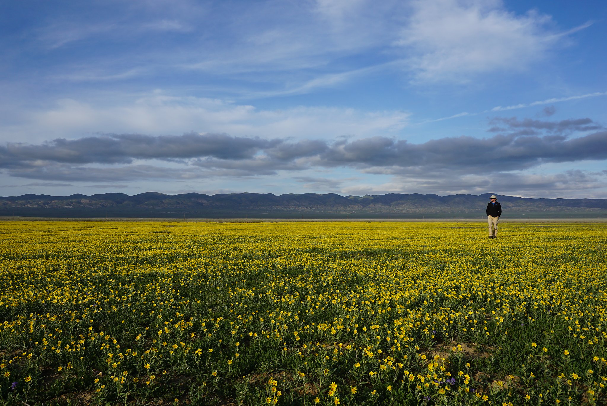 Spring roars quietly on the Carrizo Plain