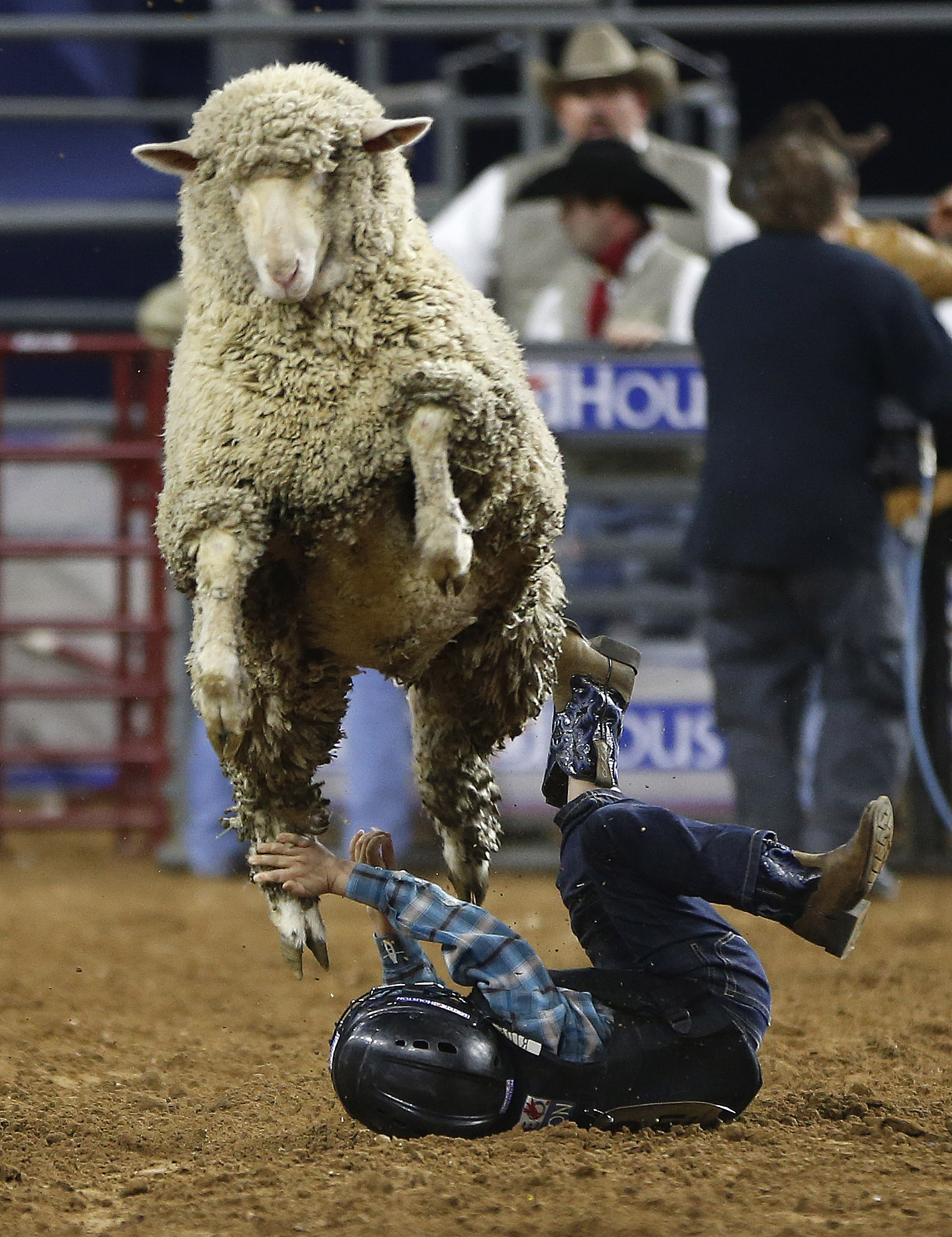 Latest rodeo photos