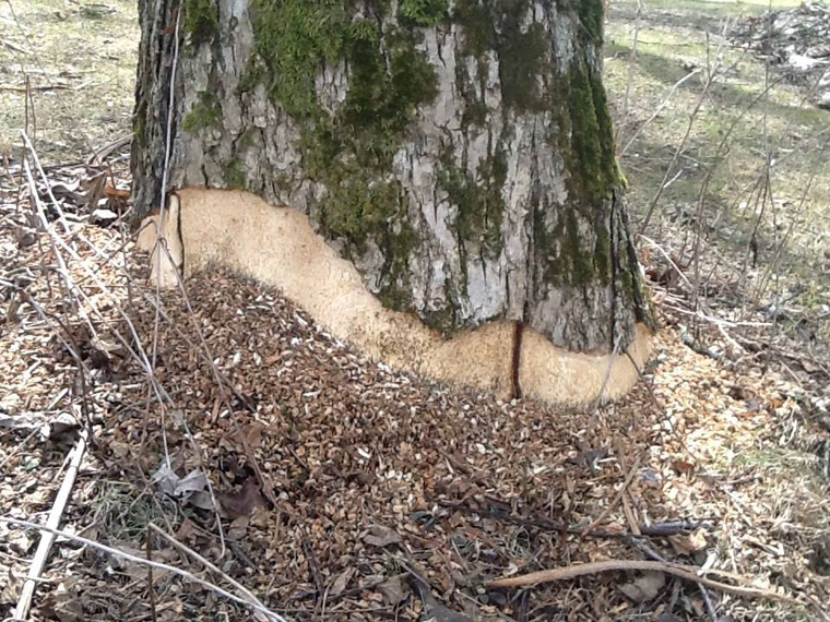 Plant, rodent damage prevalent from cold Midland County winter