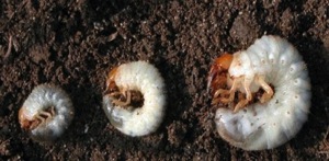Time for residents to deal with grubs