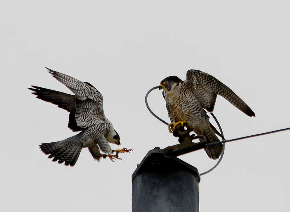 Peregrine Falcon Hunting Deer