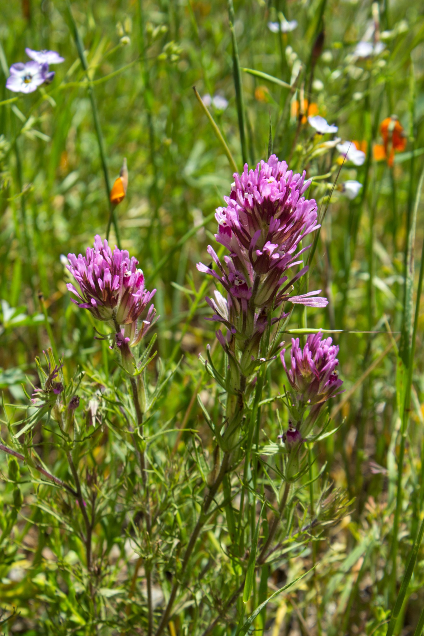 Yosemite's Merced River Canyon comes alive with spectacular blooms