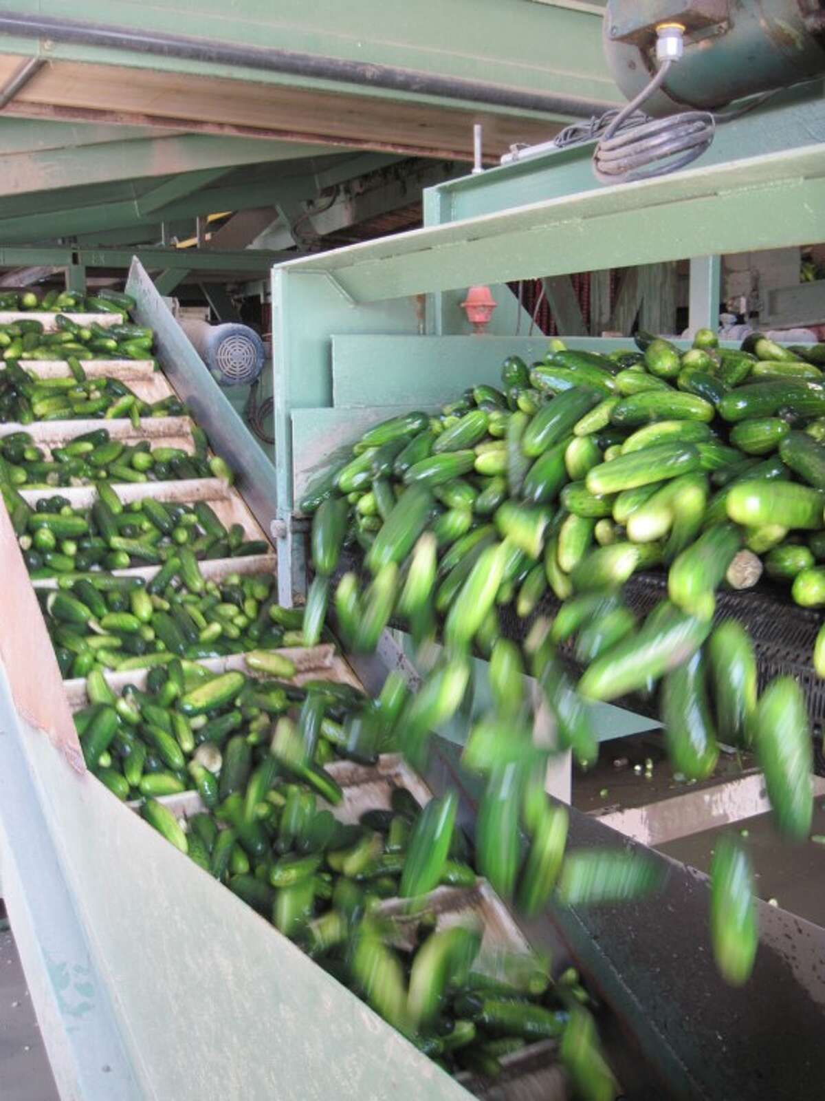 Where do your fast food hamburger pickles come from?