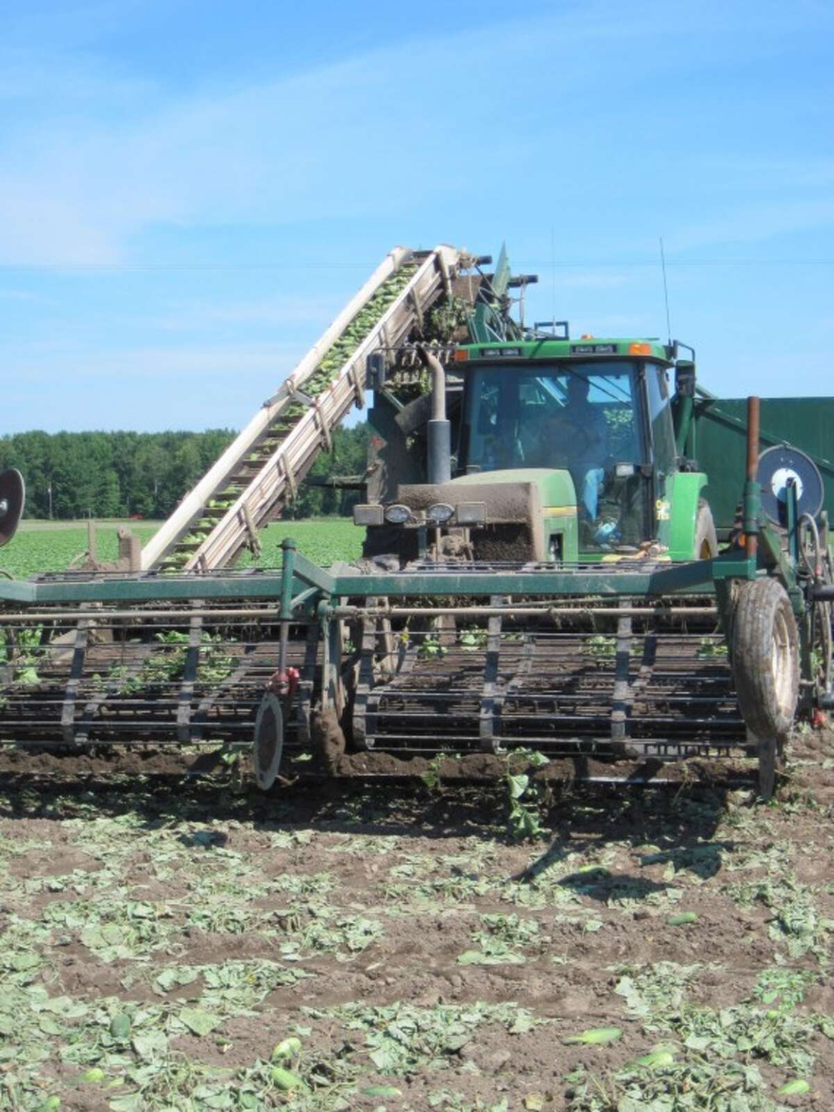 Where do your fast food hamburger pickles come from?