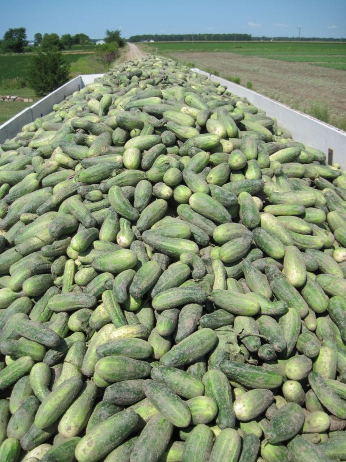 Where do your fast food hamburger pickles come from?