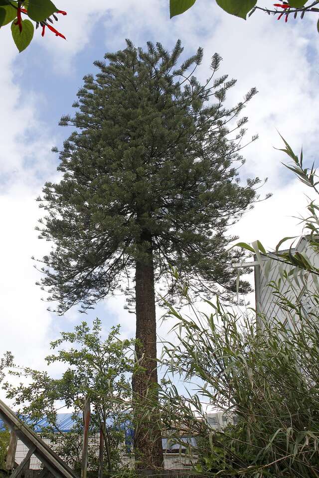 SF tree at center of growing dispute