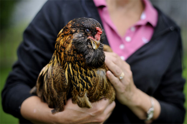 Henrietta: The hen with a crooked beak