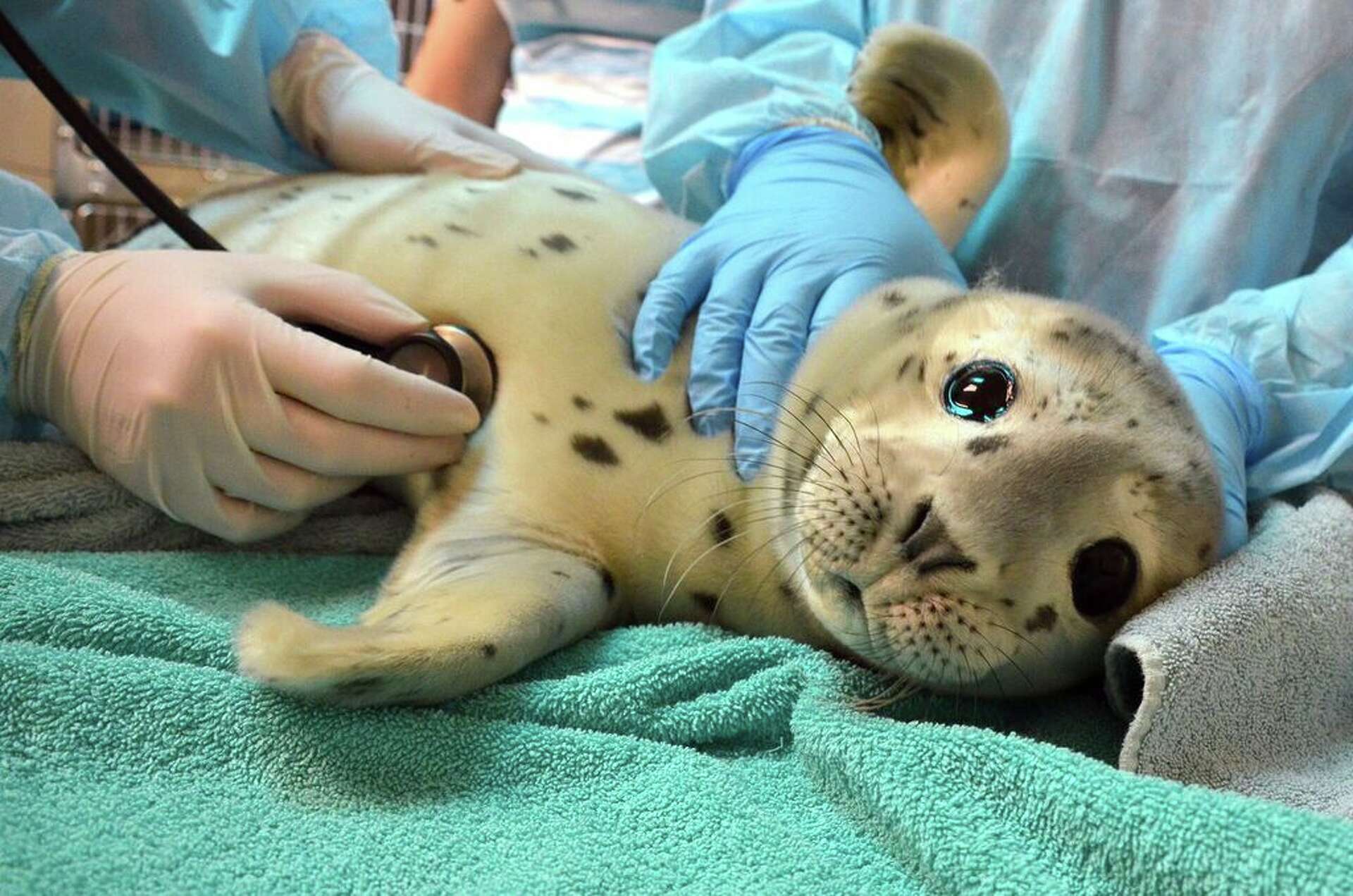 do baby seals bite