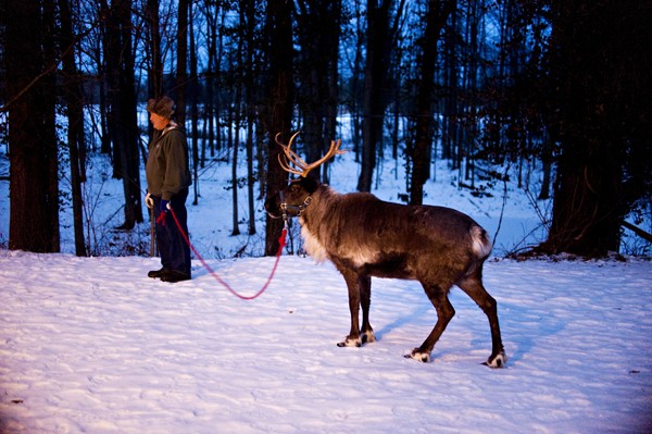 Santa's reindeer