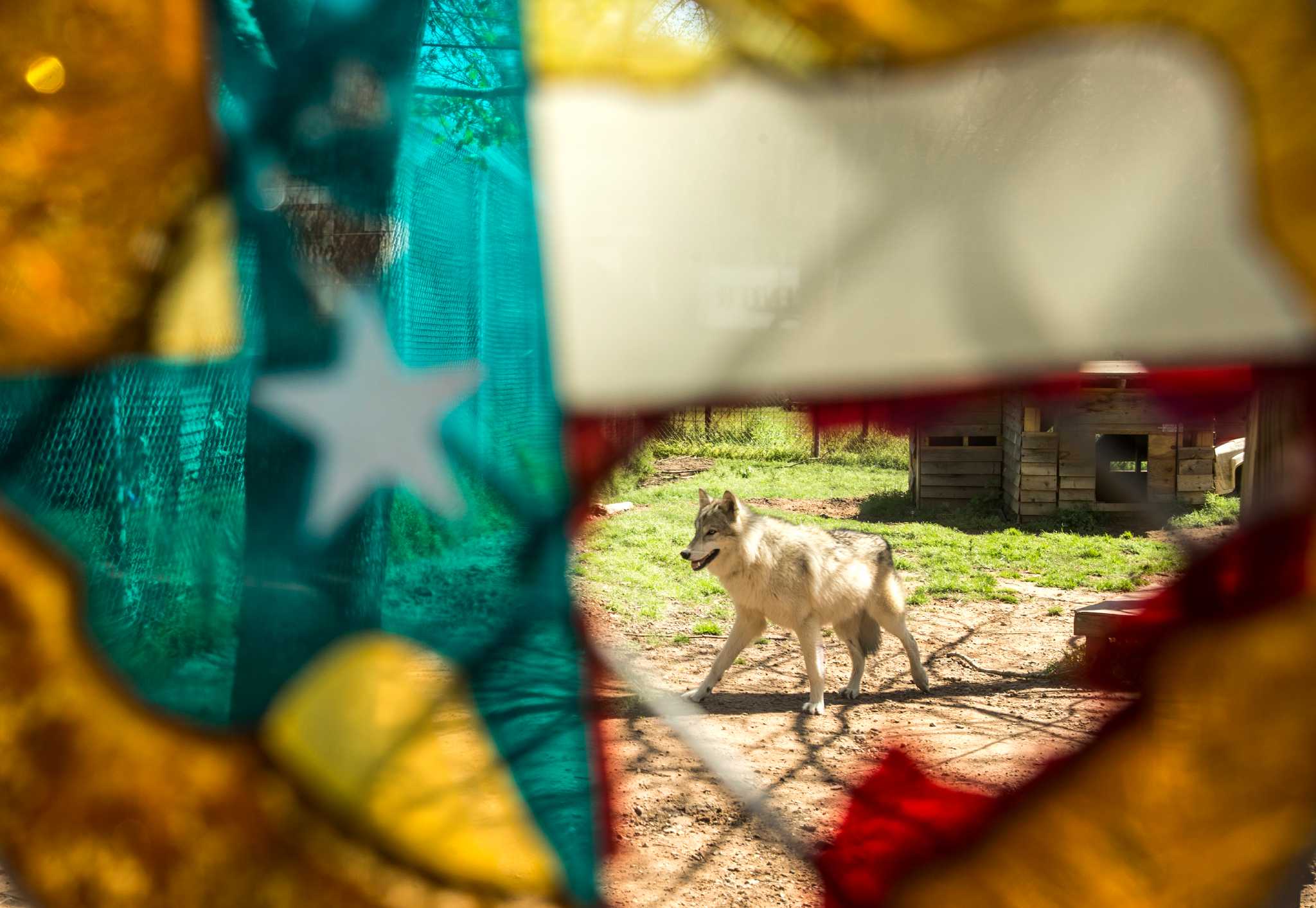 Montgomery sanctuary provides home for wolf hybrids