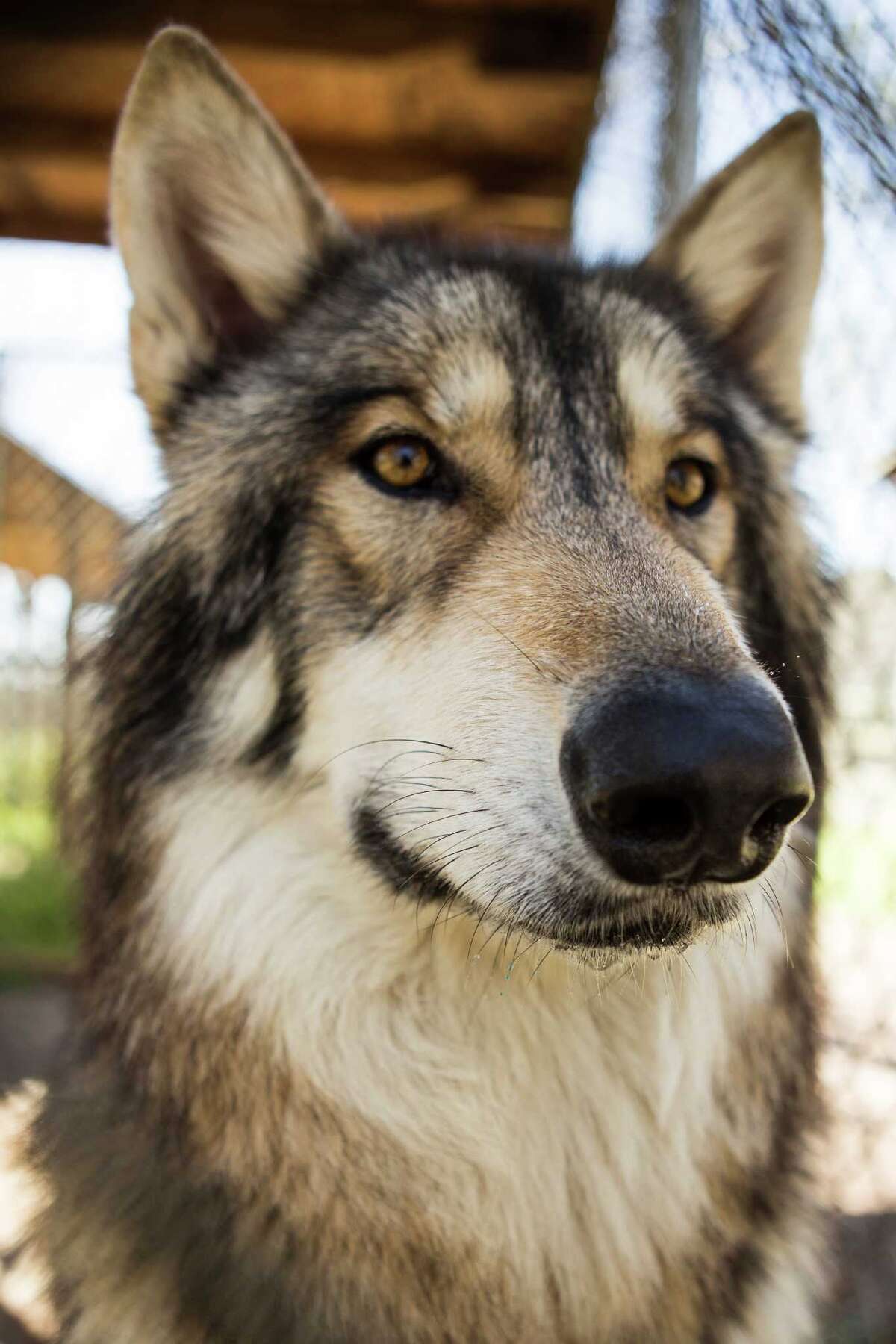 Montgomery sanctuary provides home for wolf hybrids