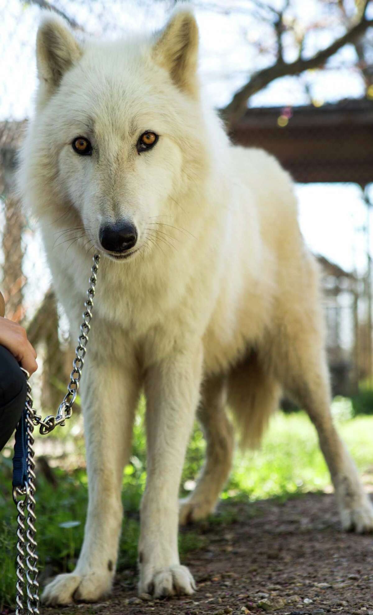 Montgomery sanctuary provides home for wolf hybrids