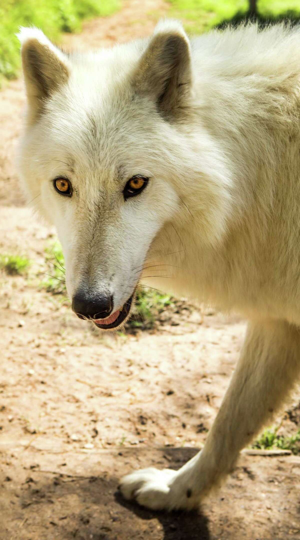 Montgomery sanctuary provides home for wolf hybrids