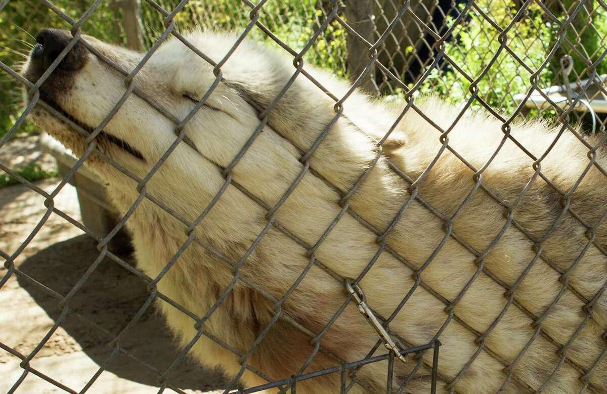 Montgomery sanctuary provides home for wolf hybrids