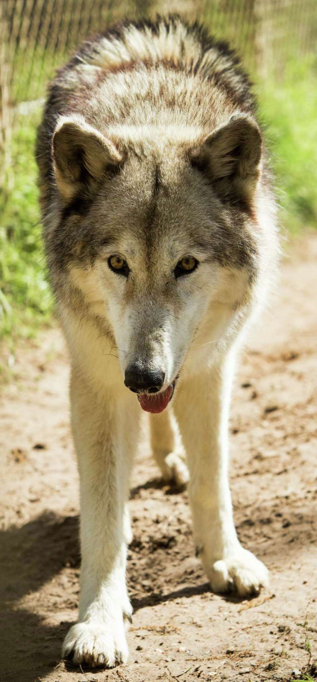 Montgomery sanctuary provides home for wolf hybrids