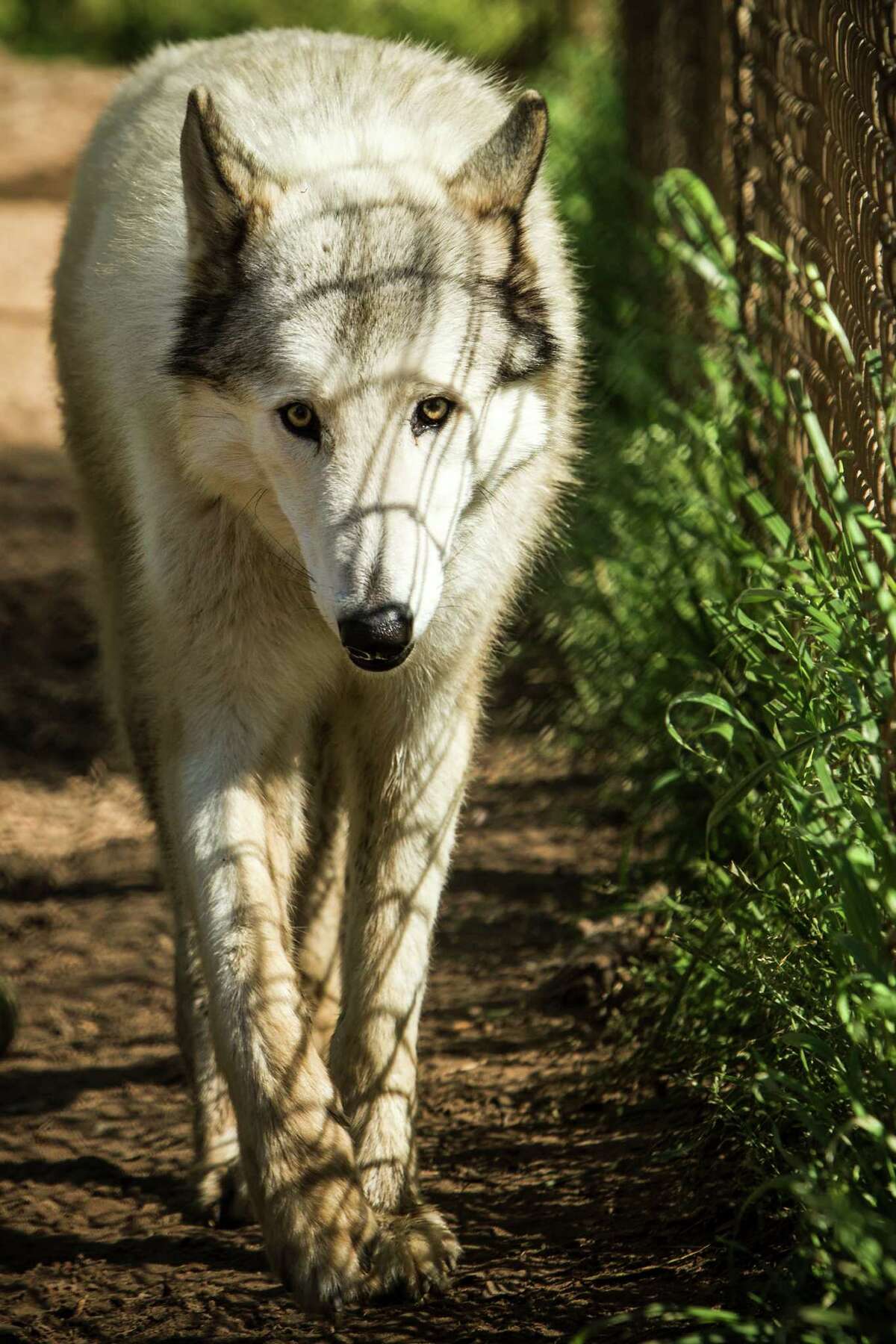Montgomery sanctuary provides home for wolf hybrids