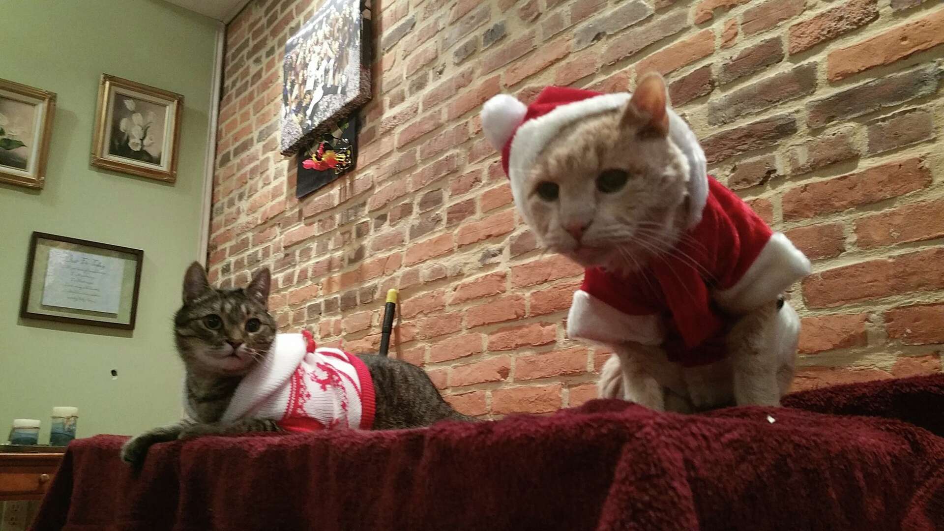 Tigger, the 21-year-old cat, and his bucket list