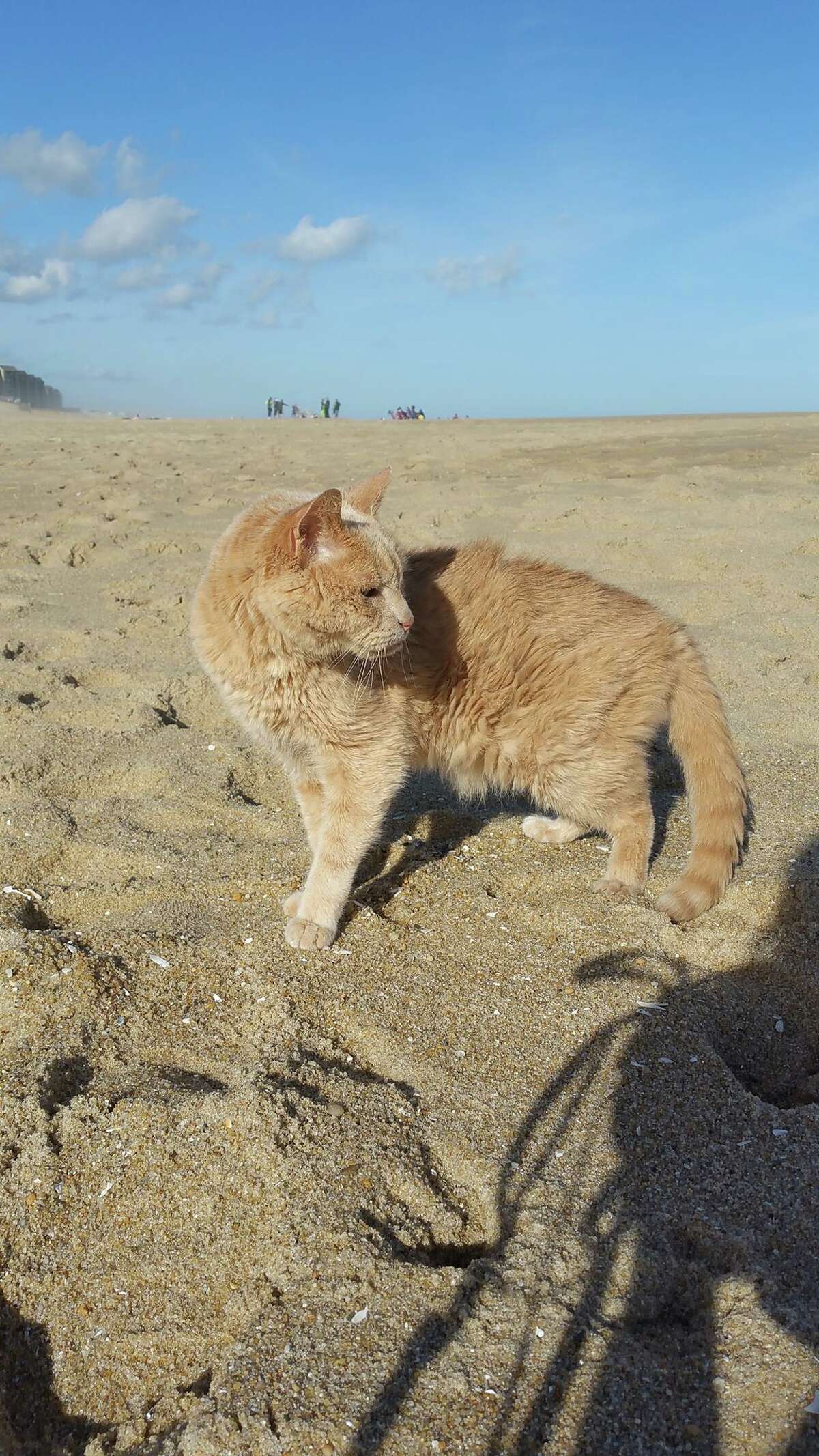 Tigger, the 21-year-old cat, and his bucket list