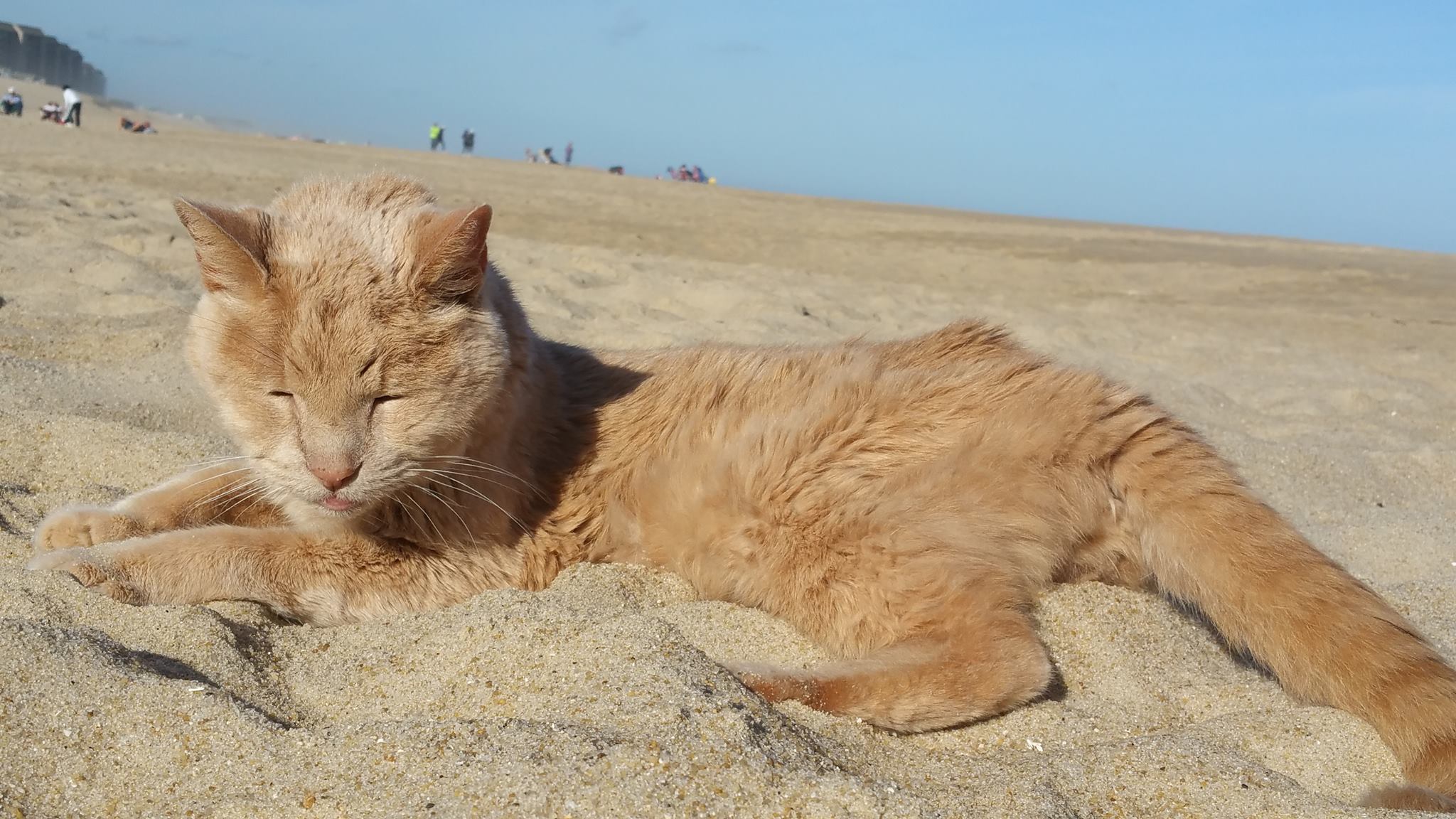 Tigger, the 21-year-old cat, and his bucket list