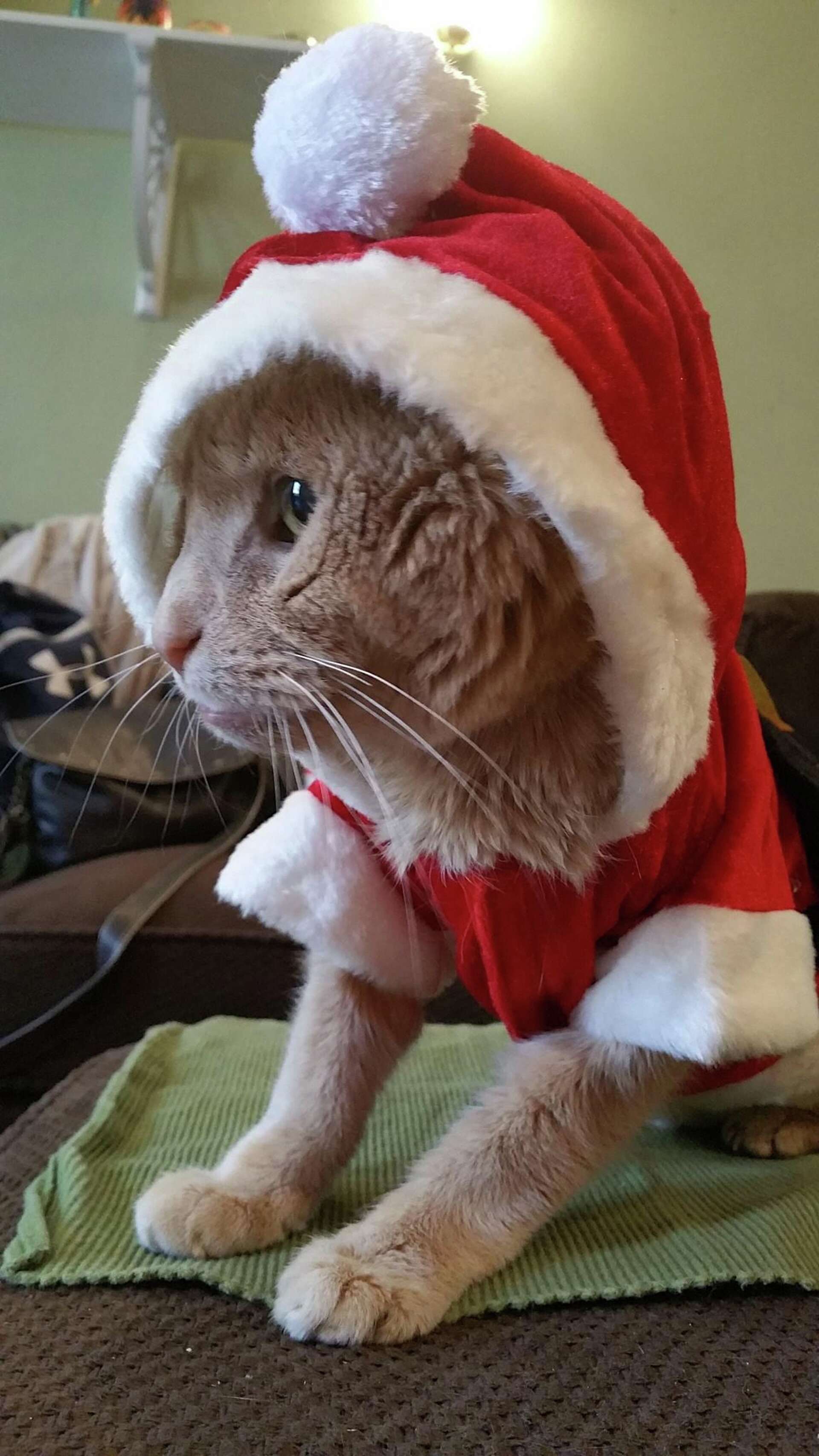 Tigger, the 21-year-old cat, and his bucket list