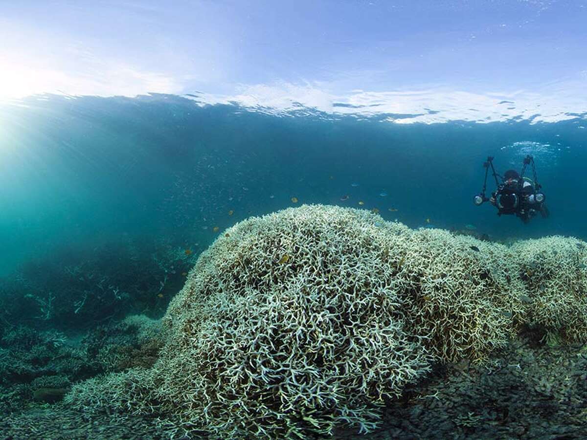 Stunning photos show the Great Barrier Reef is dying, due to 'coral ...
