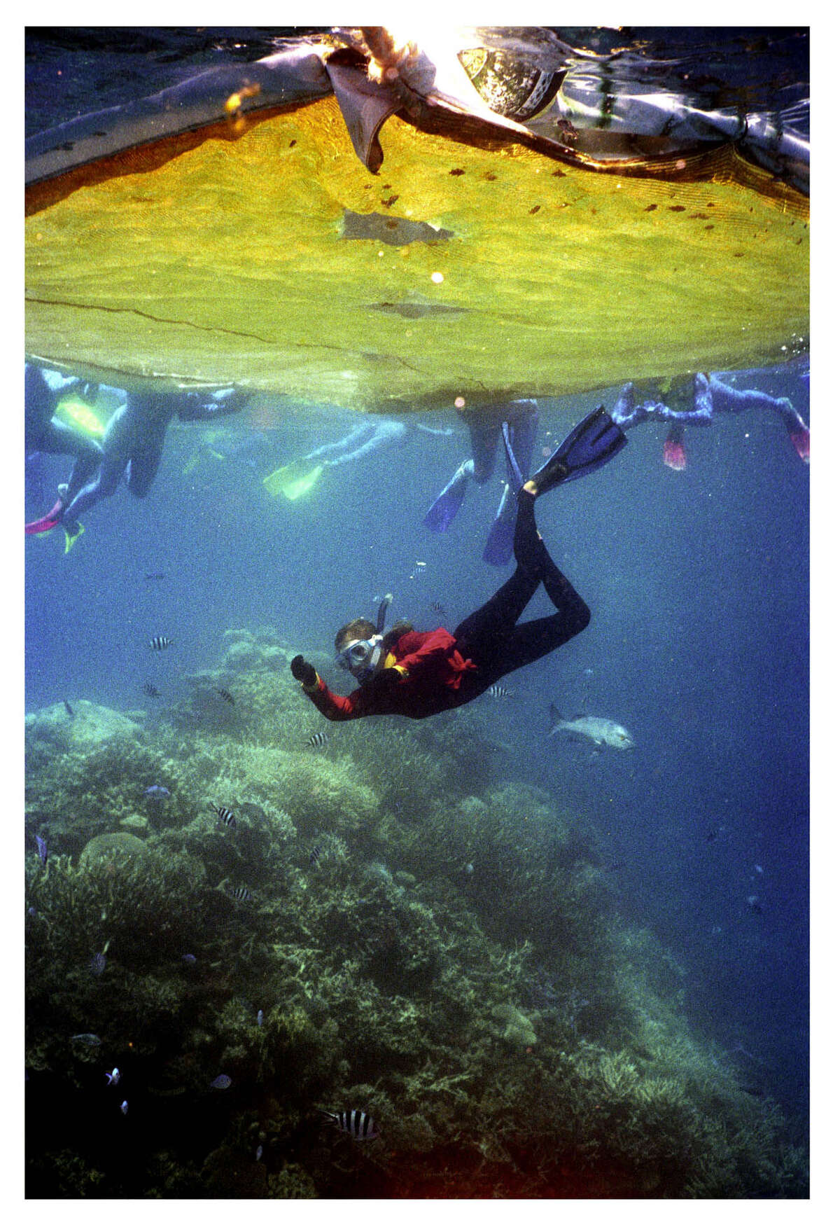 Great Barrier Reef sees record coral deaths this year