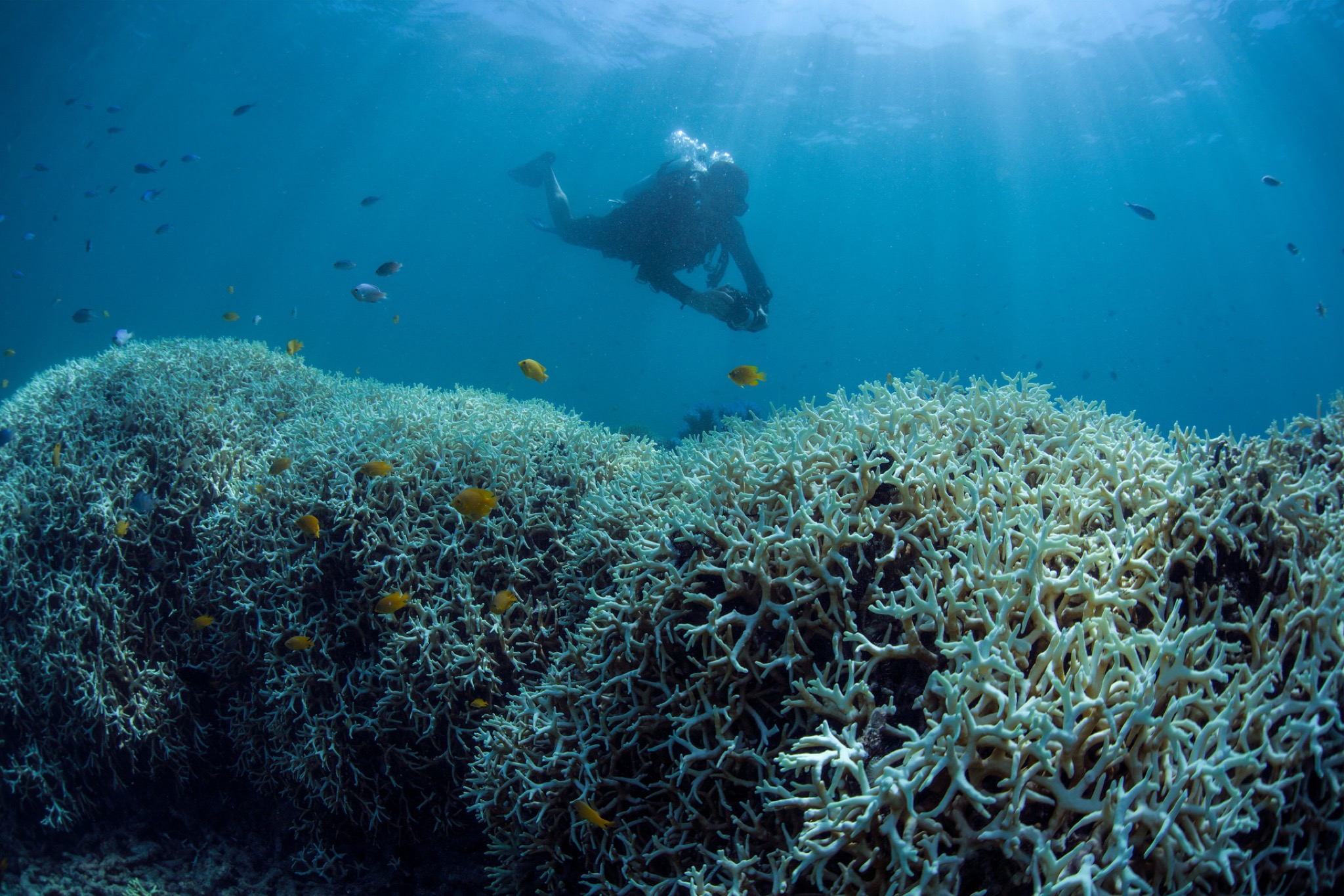 Dramatic images reveal massive coral bleaching in Great Barrier Reef