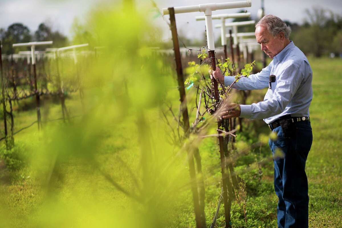 Grapes make a great summer crop, whether they're grown in the backyard ...