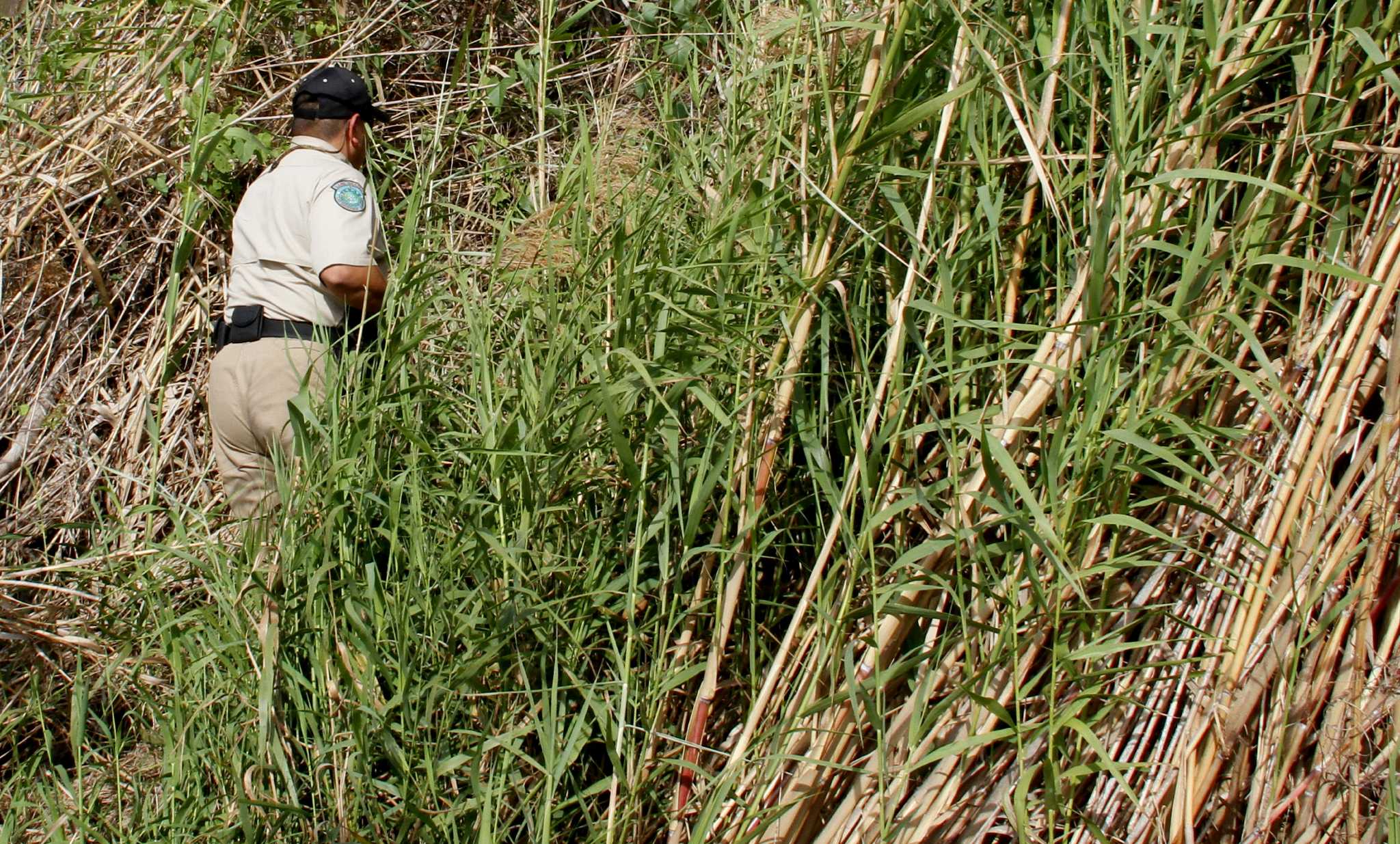 Chemical eradication of giant cane safe, effective