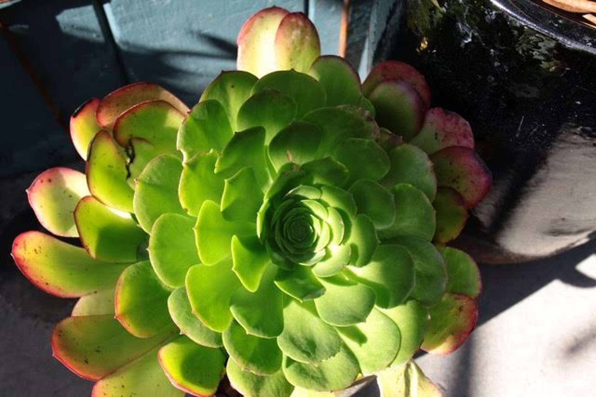 30 plants perfect for the Bay Area spring