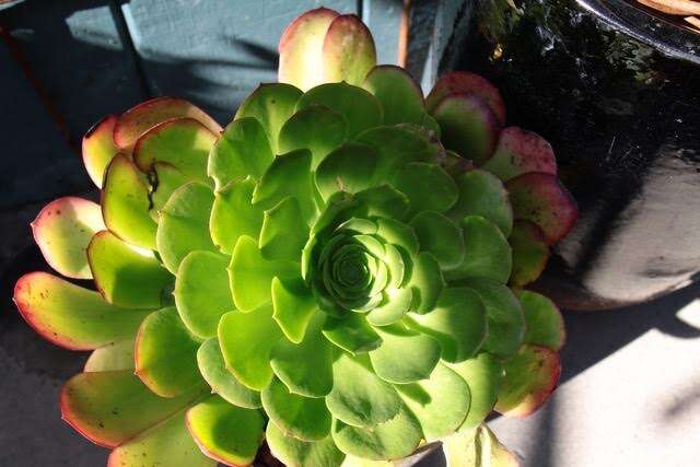 30 plants perfect for the Bay Area spring