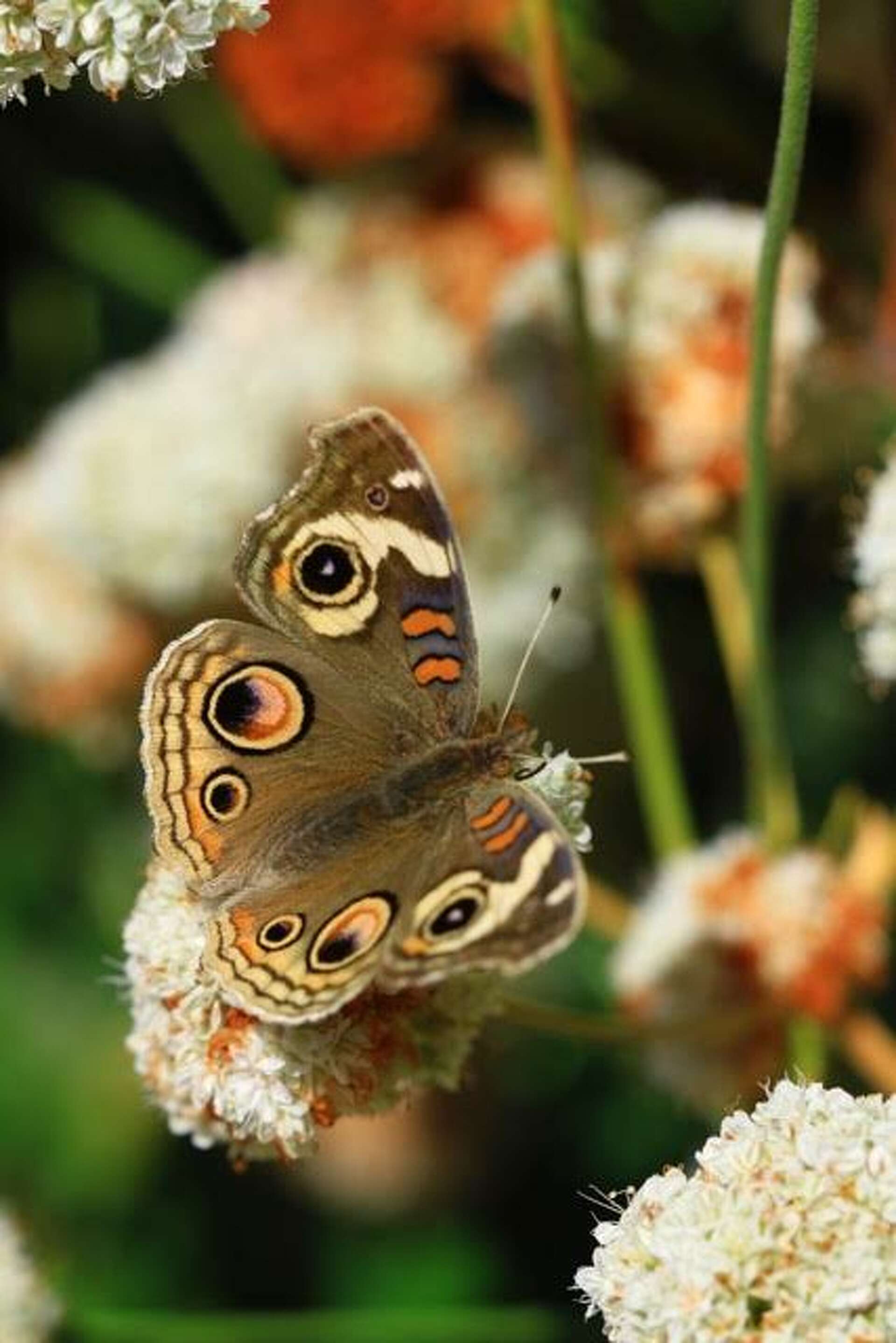 30 plants perfect for the Bay Area spring