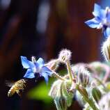 30 plants perfect for the Bay Area spring - SFGate