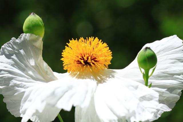 30 plants perfect for the Bay Area spring