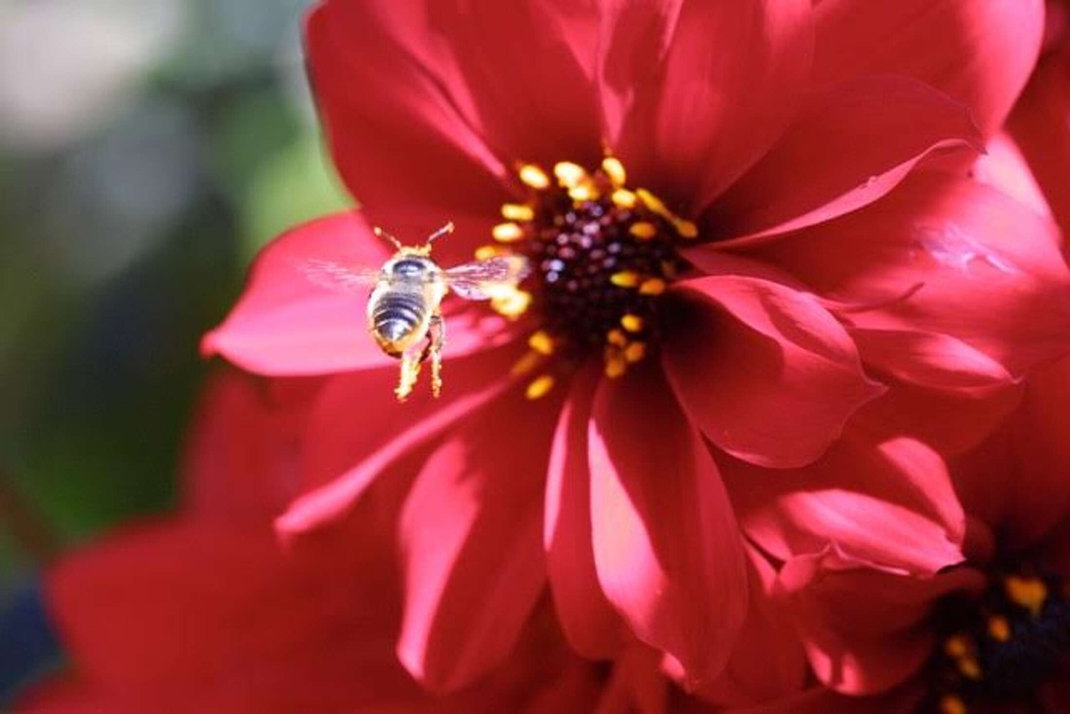 30 plants perfect for the Bay Area spring