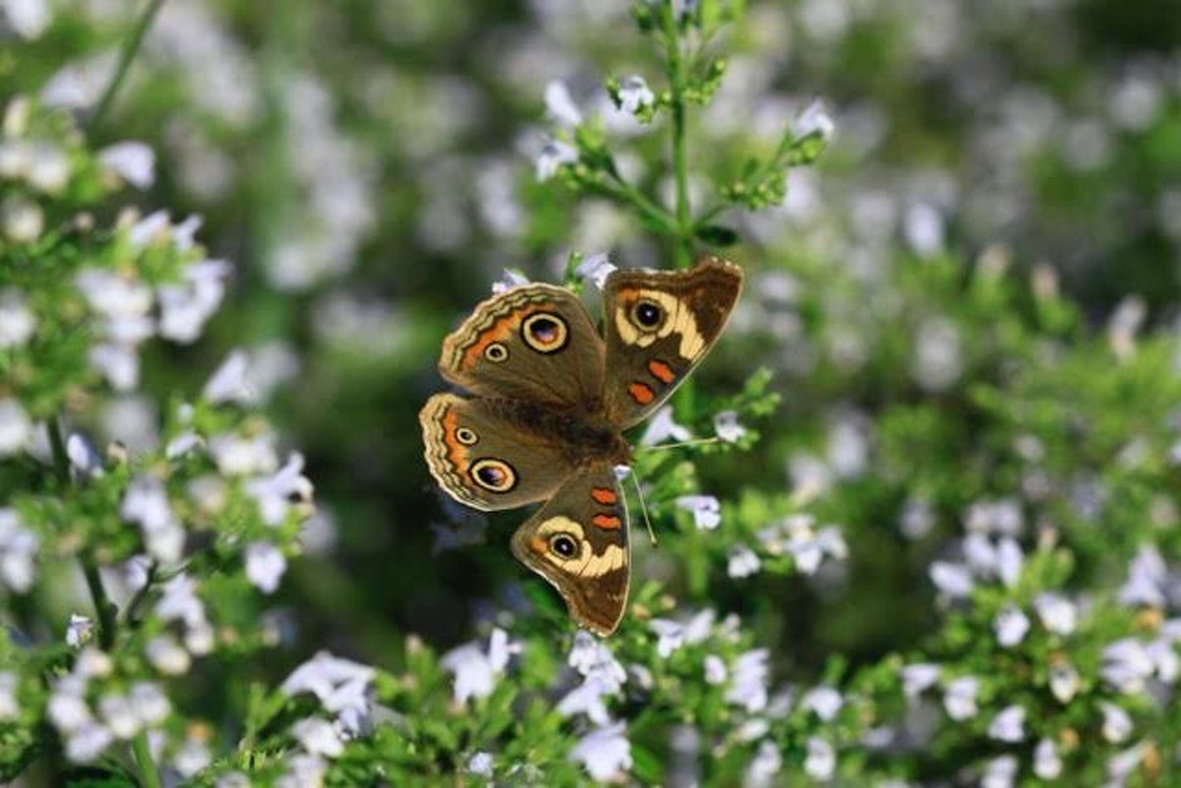 30 plants perfect for the Bay Area spring