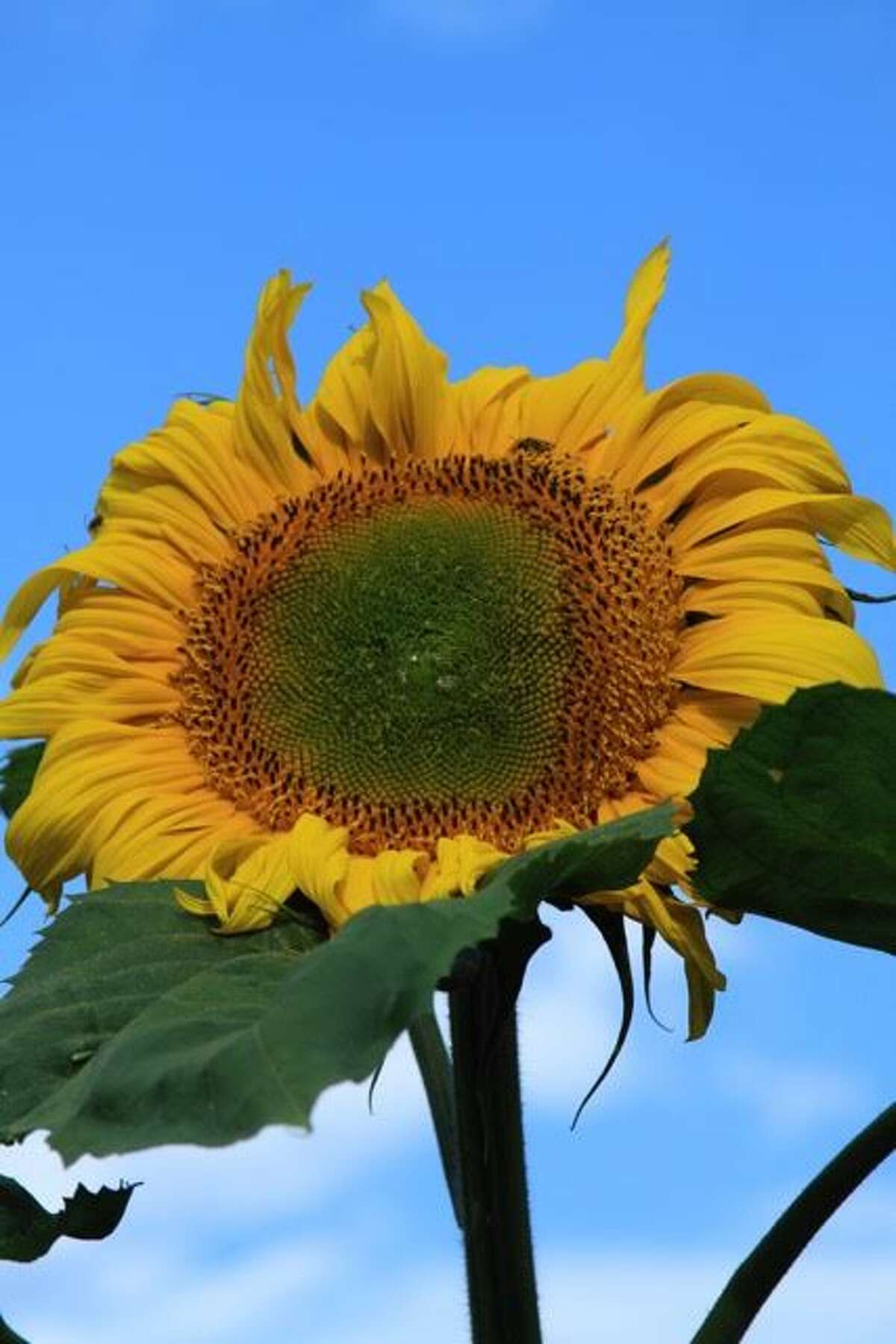 30 plants perfect for the Bay Area spring