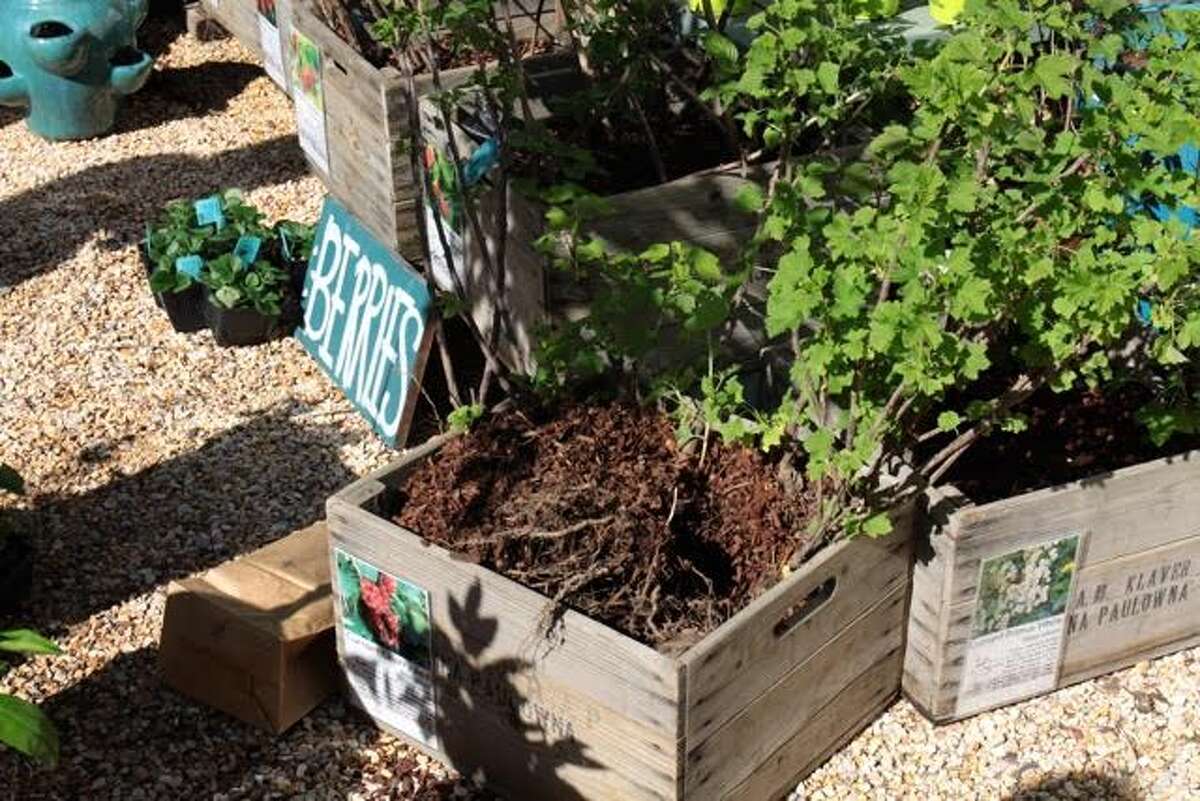 30 plants perfect for the Bay Area spring