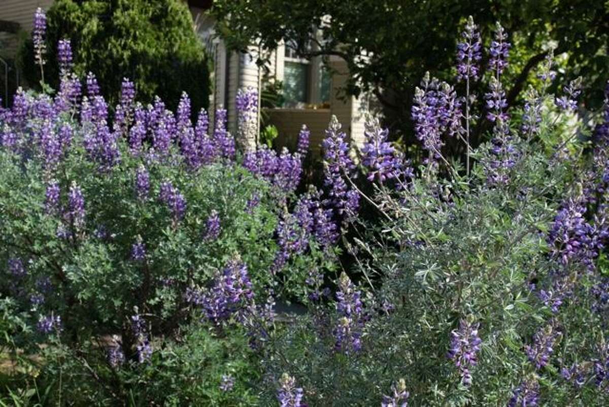 30 plants perfect for the Bay Area spring