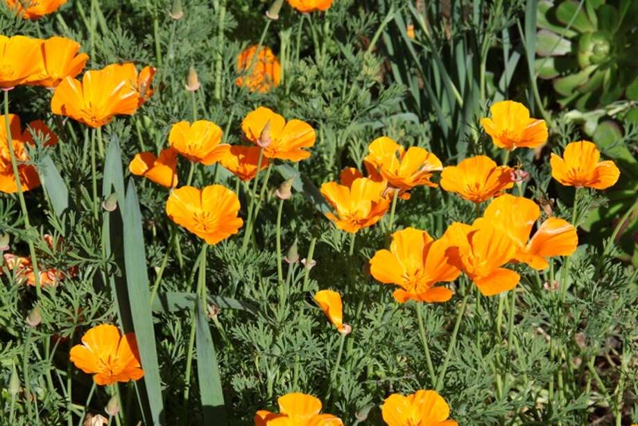 30 plants perfect for the Bay Area spring - SFGate