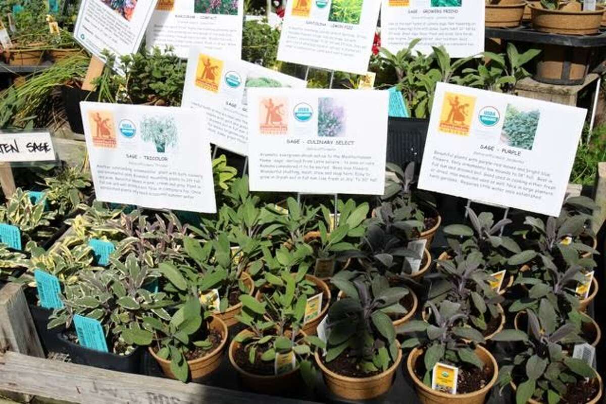 30 plants perfect for the Bay Area spring