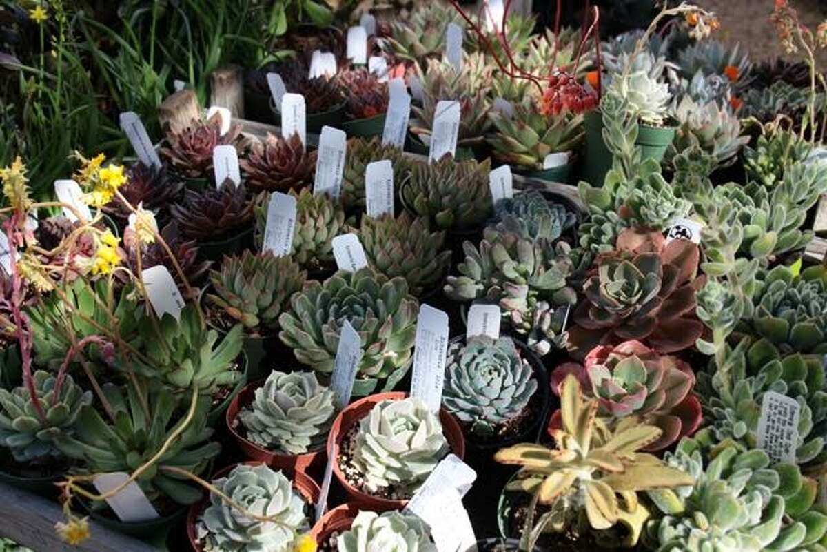30 plants perfect for the Bay Area spring