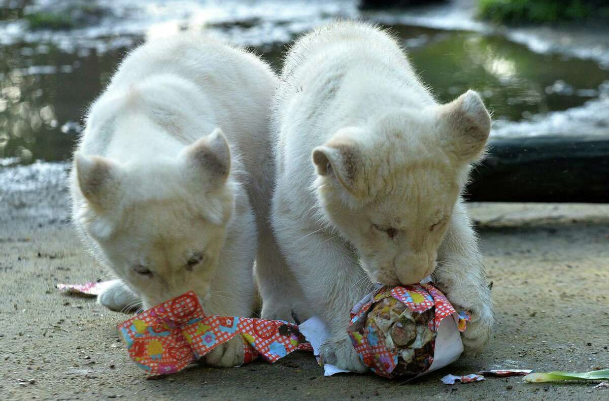 French zoo animals open Easter gifts