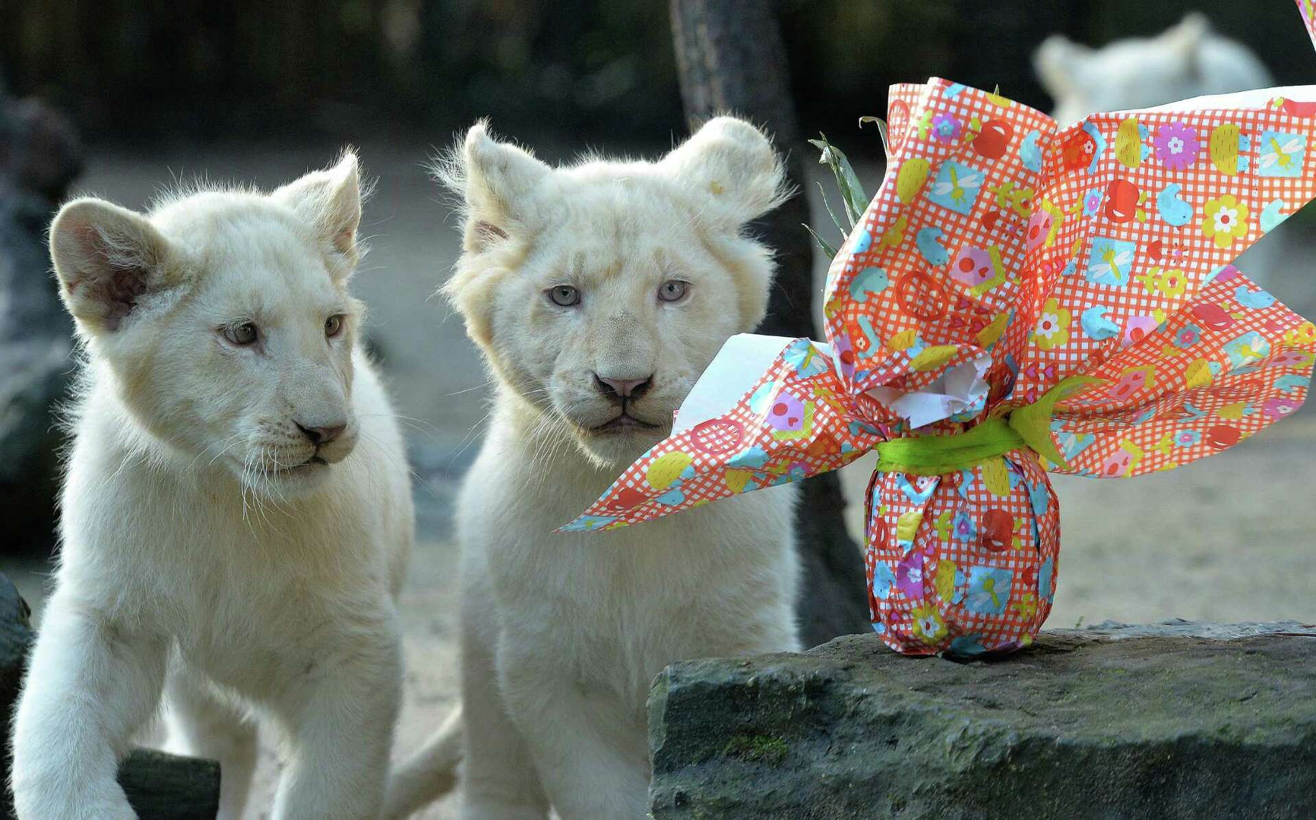 French zoo animals open Easter gifts